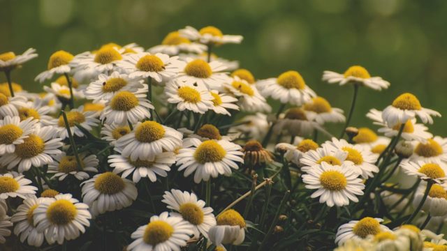 Aprende a cultivar manzanilla en maceta para aprovechar sus beneficios ...