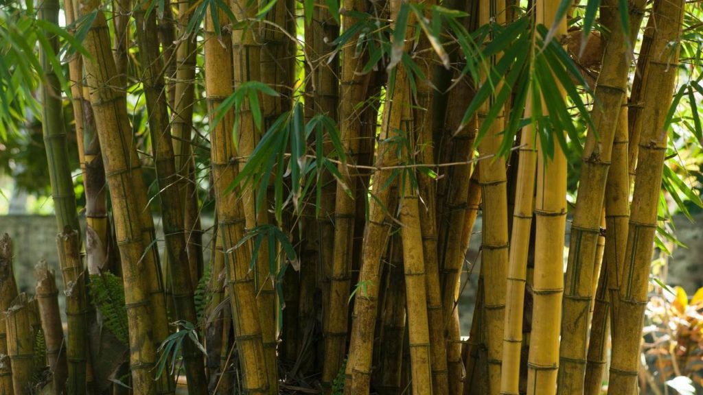 Plantas de interior: ¿Por qué el tallo de mi bambú se puso amarillo ...
