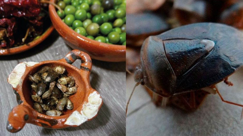 » La leyenda de los jumiles, el significado detrás de los insectos ...