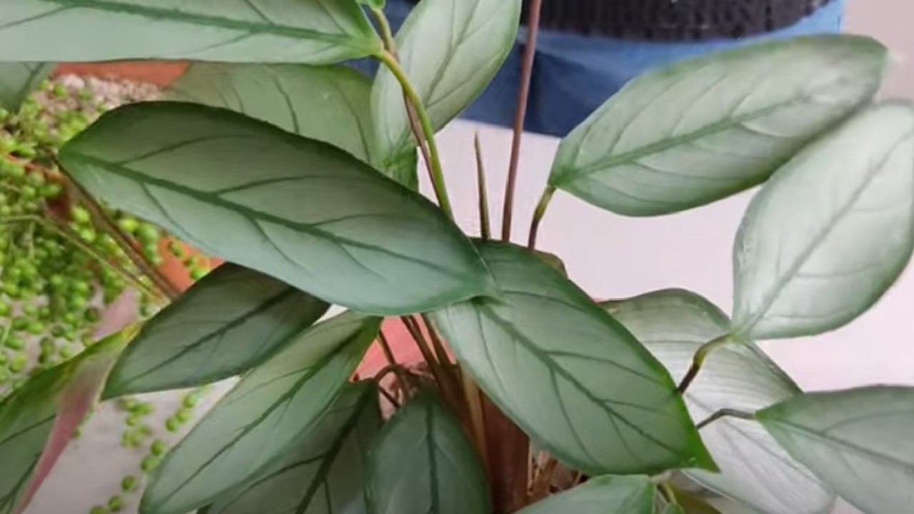 Por Qué Las Hojas De Mis Plantas Se Ponen Pegajosas Y Cómo Limpiarlas