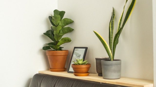» La lengua de suegra o Sansevieria atrae el dinero, según el Feng Shui ...