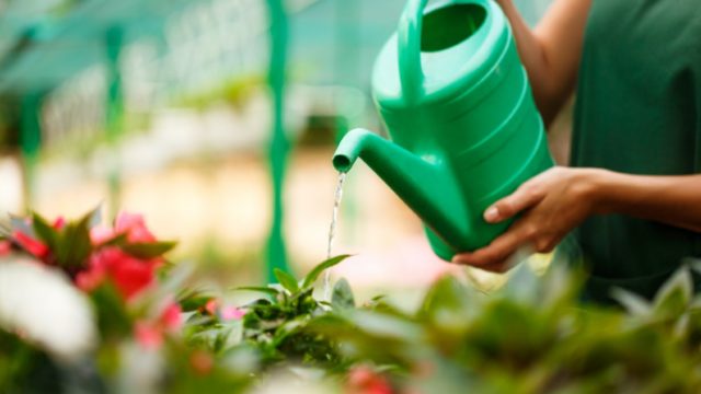 » Cómo hacer agua de riego con vinagre para hacer florecer tus plantas ...