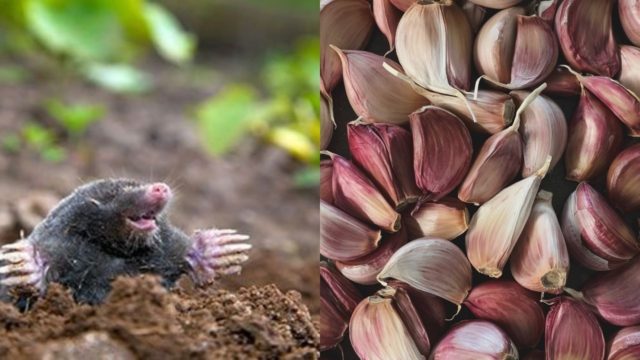 Repelente de ajo para ahuyentar a los topos de tu jardin o huerto ...