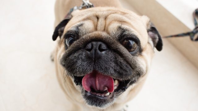 Como eran los pugs antes de ser modificados y por que ahora son chatos ...