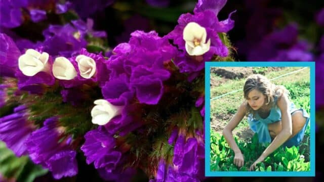 Cómo mantener hermosa a tu flor siempreviva para que esté lista para la ...