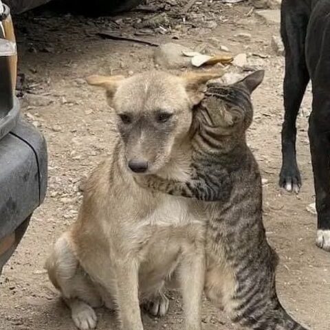 Captan a un gato abrazando a un perro tras rescate en sismo de Turquía