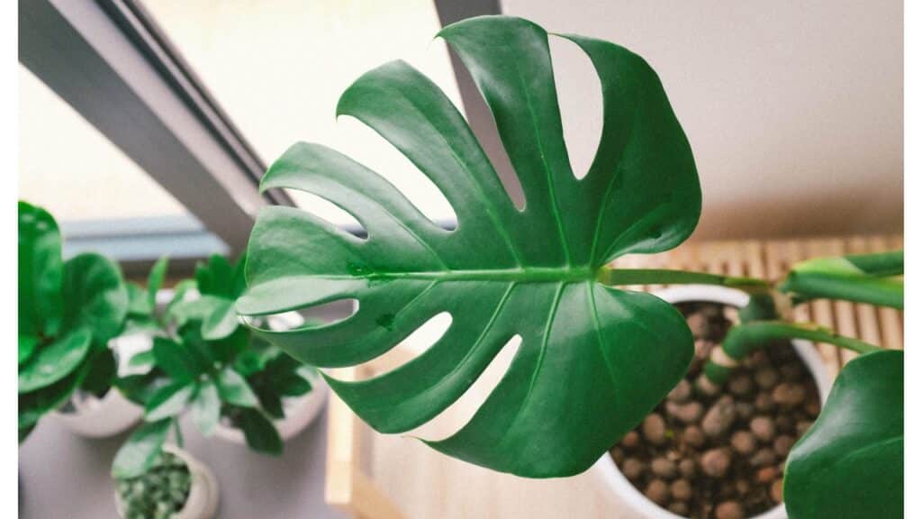 Esta es la planta que los ricos ponen en sus baños, ¡Conoce sus beneficios!