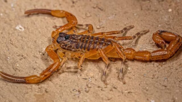 Cómo identificar a la nueva especie de alacrán de México y en qué ...