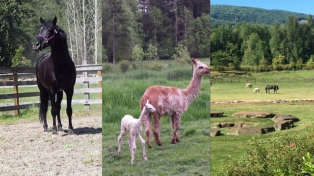 » Salma Hayek tiene un zoológico de mascotas exóticas en casa: Alpacas ...